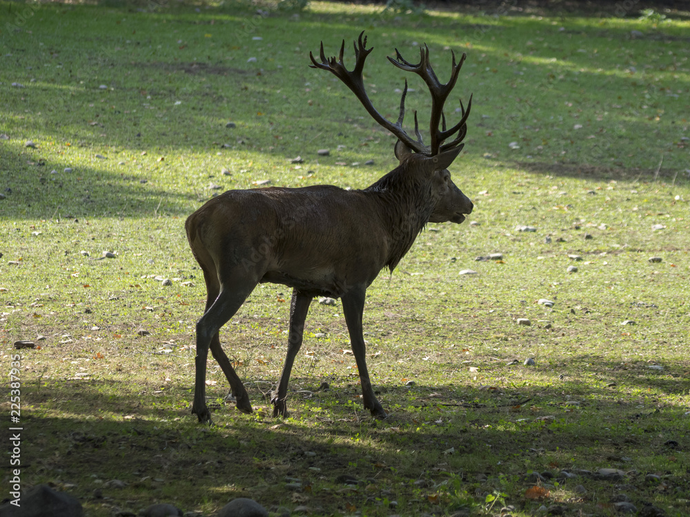 Un grand cerf élaphe (Cervus élaphus) mâle avec ses bois en lisière de ...
