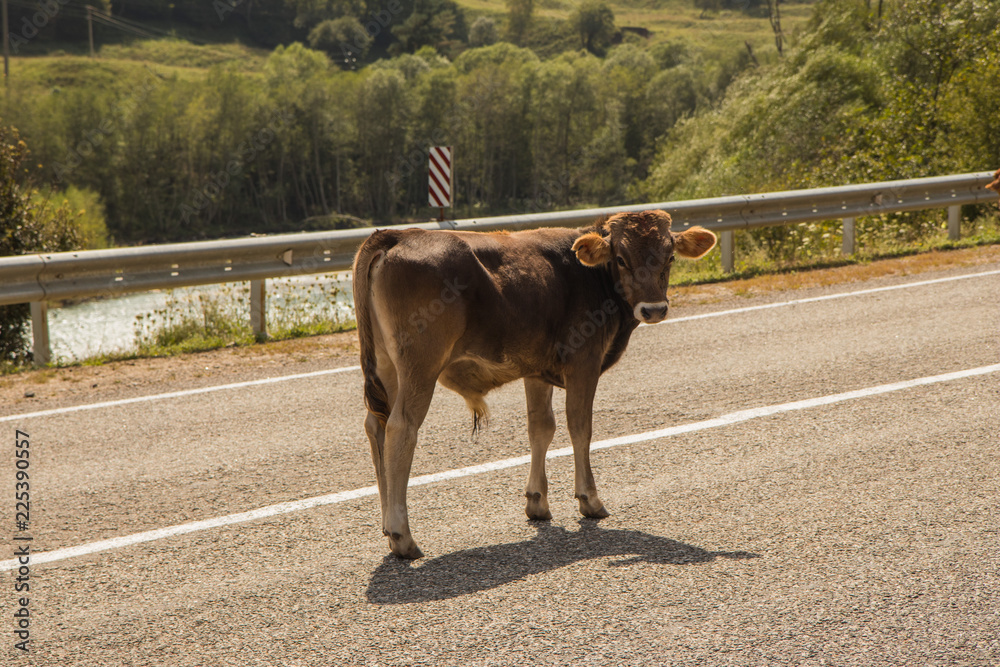 Red cows on a walk stand on an asphalt gray road with a metal fence and ...