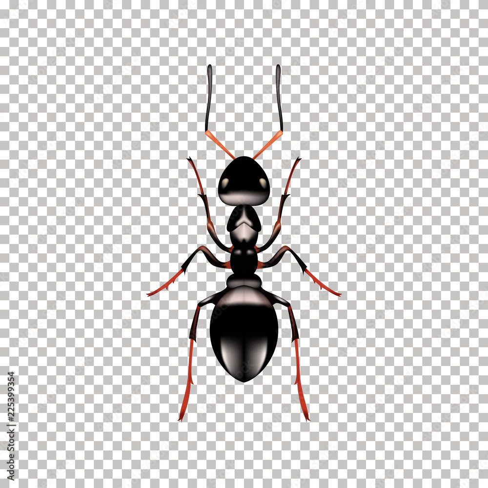 Realistic Ant top view isolated on Transparent background. Vector ...