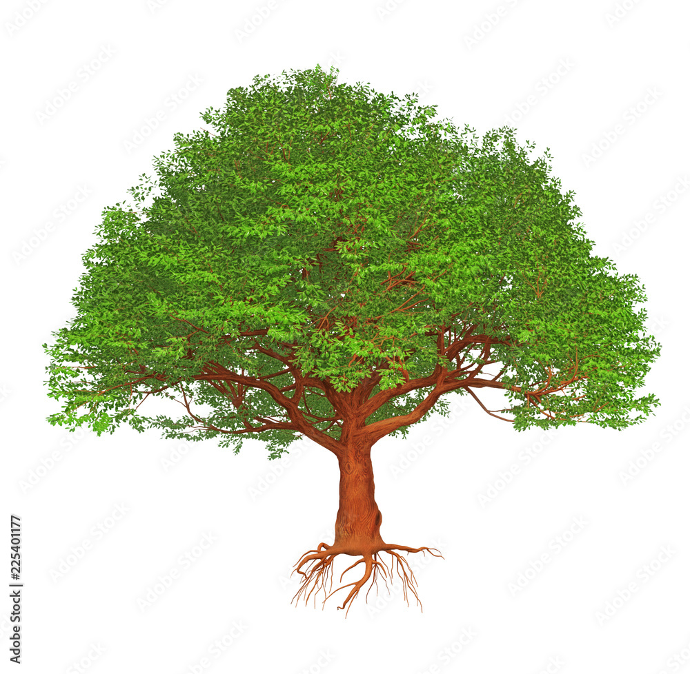Cartoon big green tree isolated on white background. Stock Illustration ...