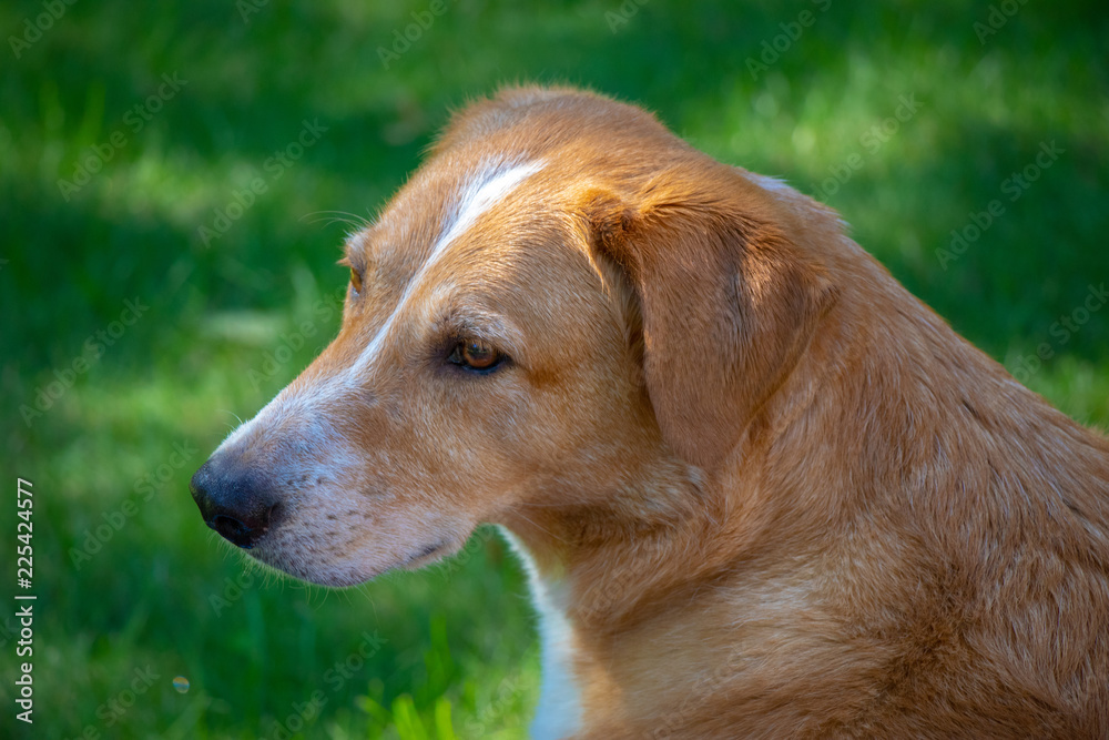 White Labrador Retriever Mix