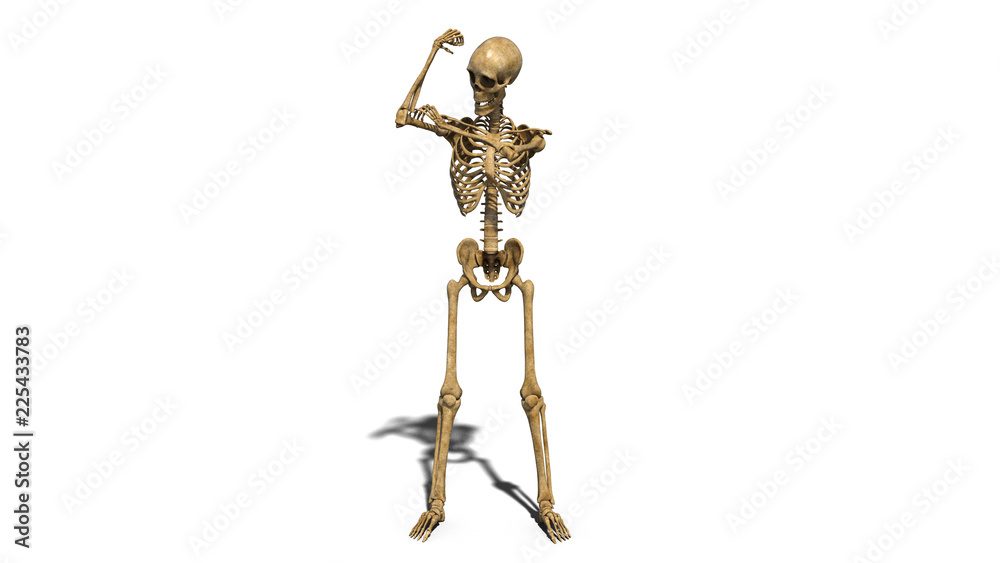 Funny skeleton flexing arm muscles, human skeleton isolated on white ...