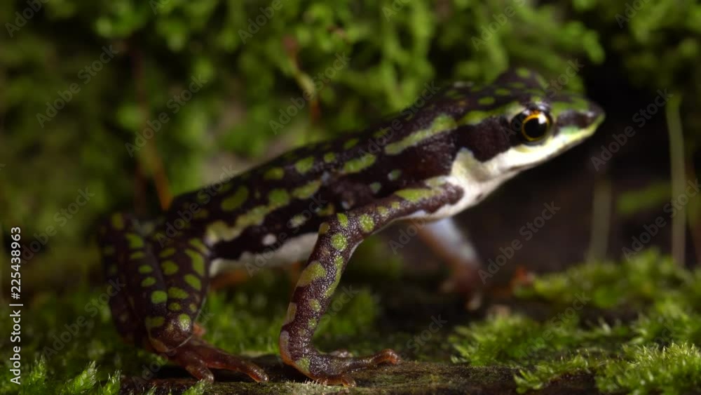 Rio Faisanes Stubfoot Toad (Atelopus coynei) eating an insect. A very ...