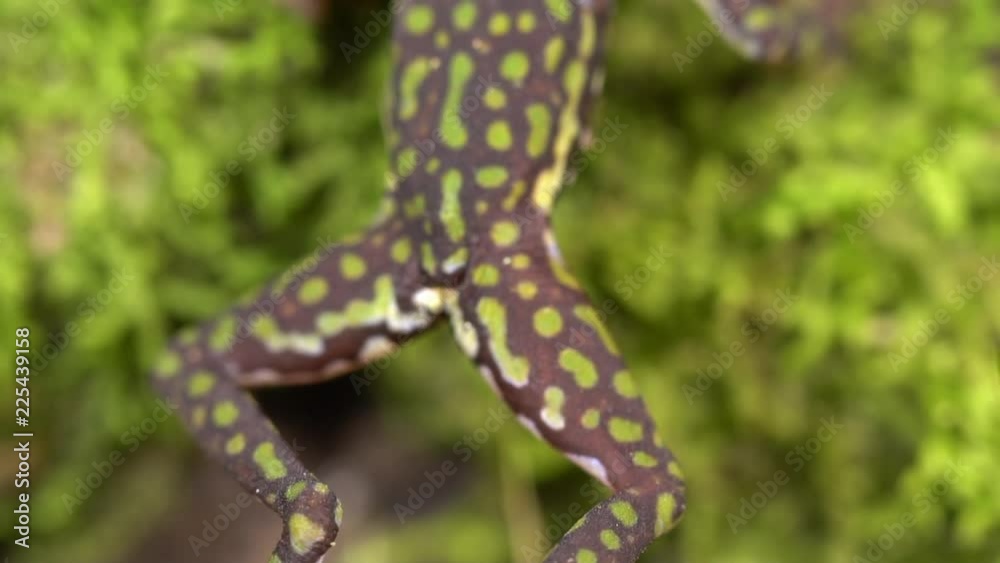 Rio Faisanes Stubfoot Toad (Atelopus coynei) walking. A very rare toad ...