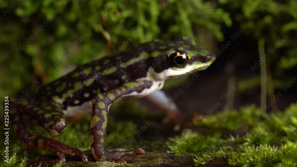 Rio Faisanes Stubfoot Toad (Atelopus coynei) eating an insect. A very ...