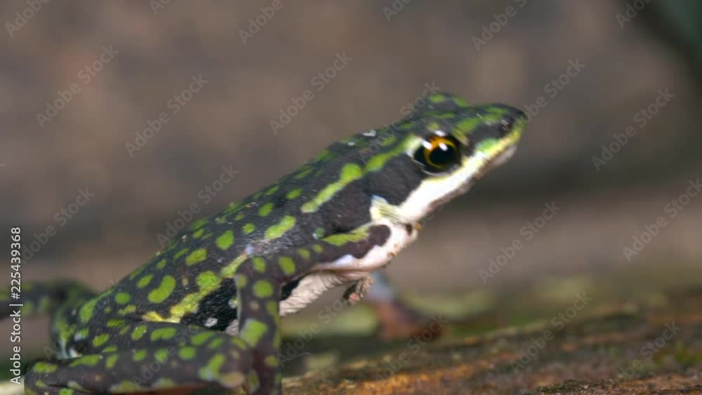 Rio Faisanes Stubfoot Toad (Atelopus coynei) eating an insect in slow ...