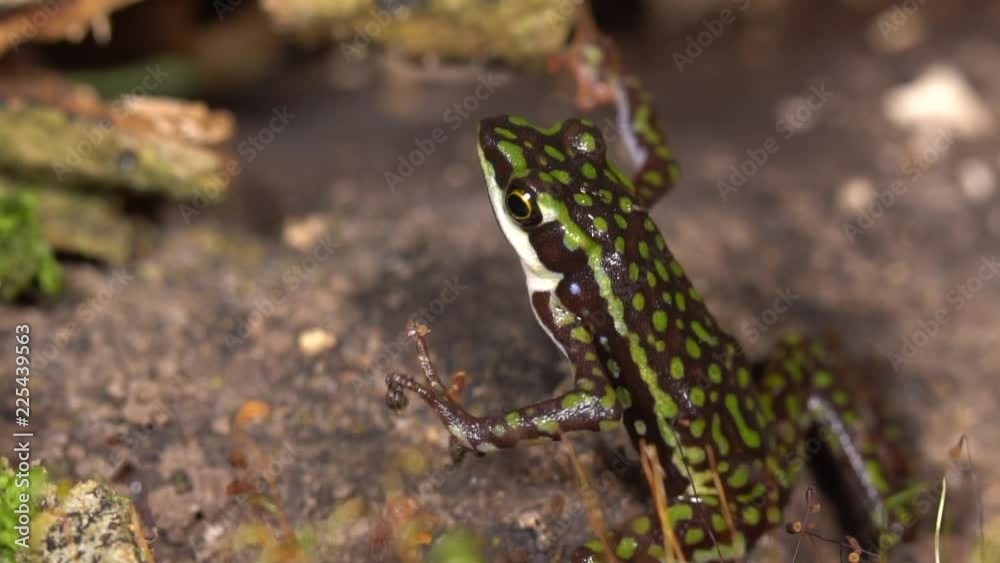 Rio Faisanes Stubfoot Toad (Atelopus coynei). A very rare toad from ...