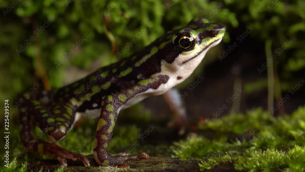Rio Faisanes Stubfoot Toad (Atelopus coynei). A very rare toad from ...