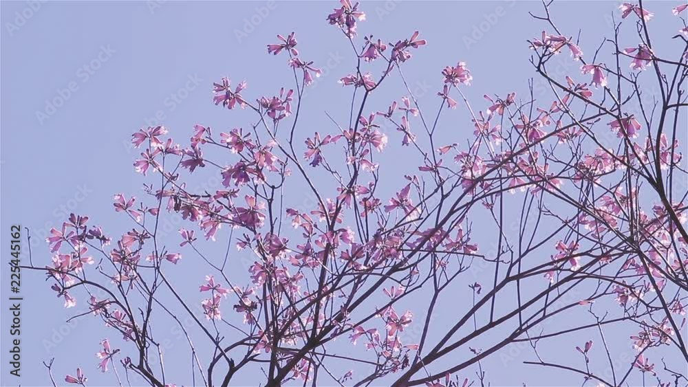 Lapacho Flower Tree in Full Bloom. Lapacho is the National Tree of ...