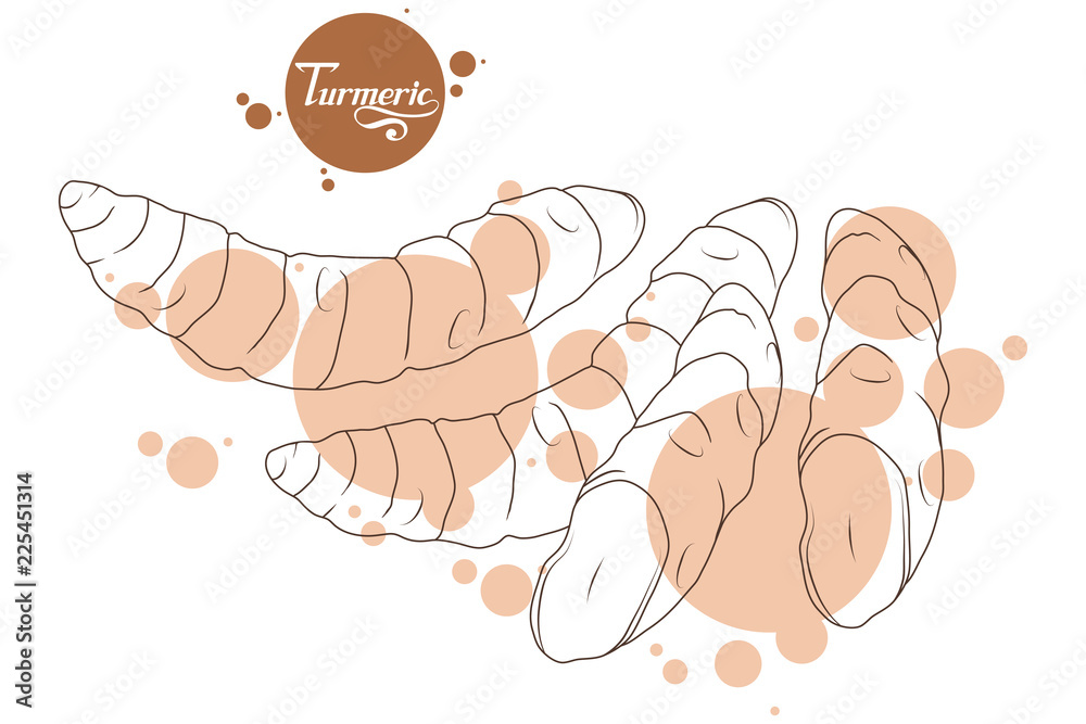 hand drawn turmeric root, spicy ingredient, turmeric logo, healthy ...
