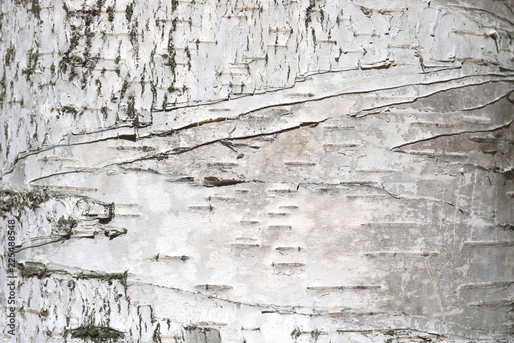 pattern of birch bark with black birch stripes on white birch bark and ...