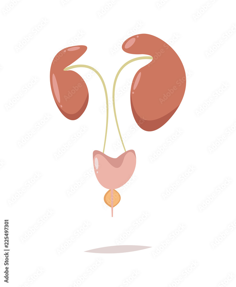 Prostate gland.Cartoon vector illustration.Genito-urinary system. Stock ...