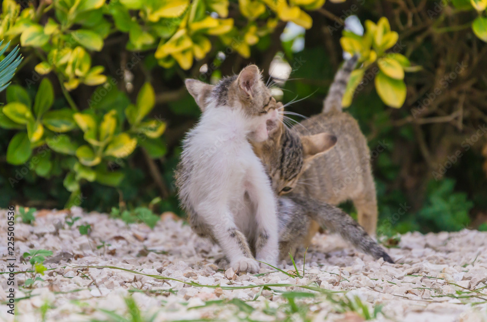 Beautiful kittens playing together and each with himself Stock Photo ...