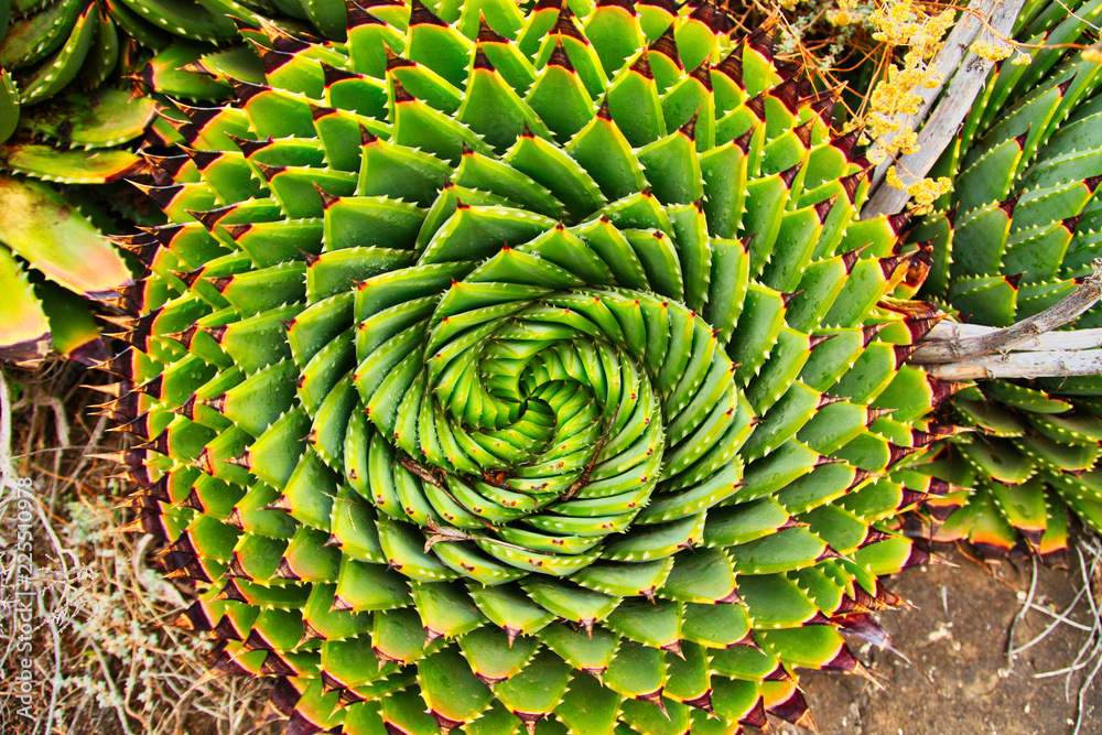 Spiral Aloe in Lesotho Stock Photo | Adobe Stock