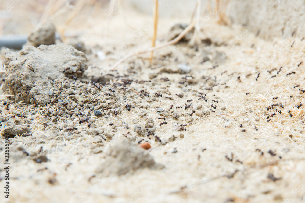 Black ants in desert near an anthill . Sugar ants gather around the ...