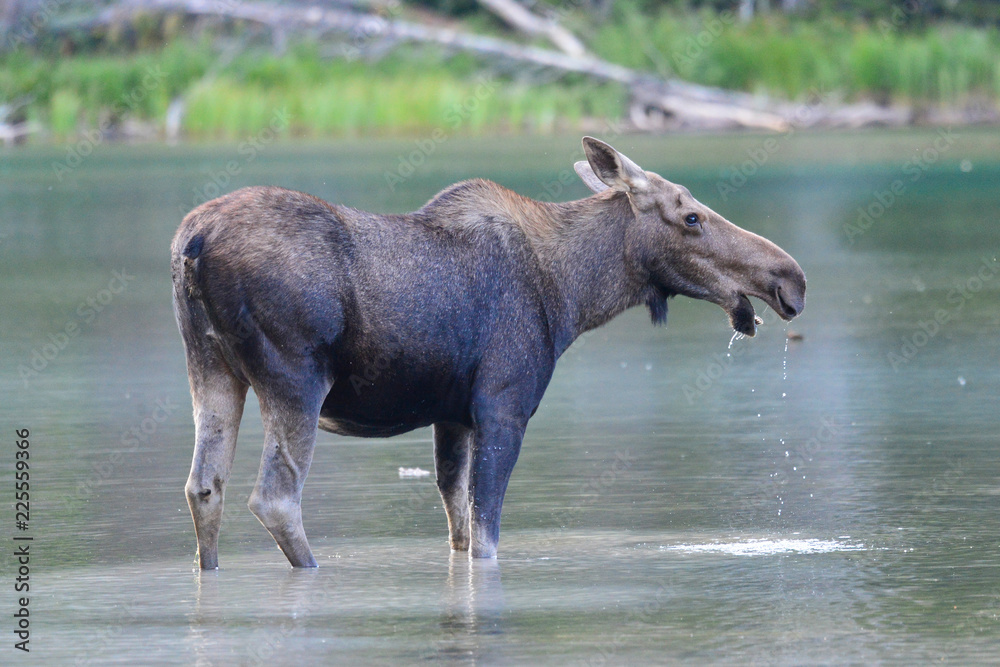 Moose Cow