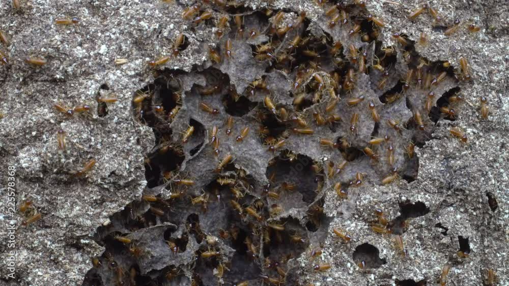 Vidéo Stock Nasute termites defending a break in their nest. In ...