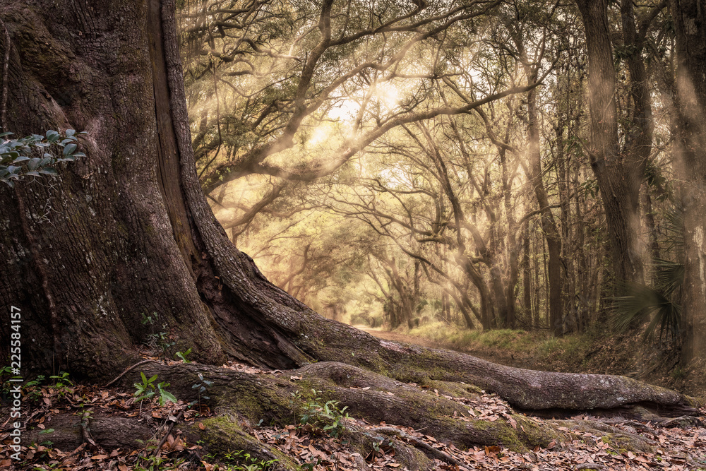 Old big trunk of a tree with background of forest and sunbeam Stock ...