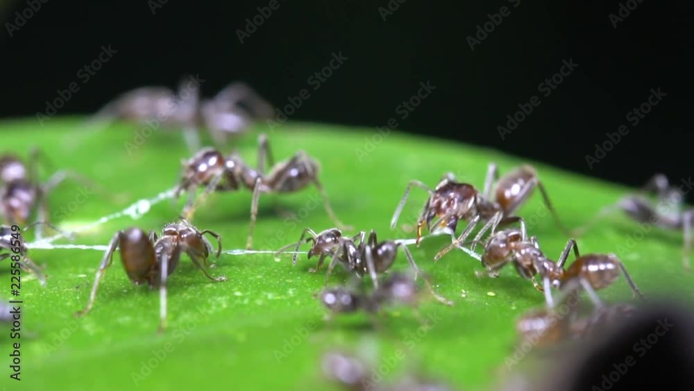 Ant tug of war. Slow motion of a swarm of Azteca Ants with the remains ...