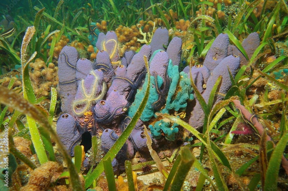 Colorful sea sponges underwater, Aiolochroia crassa and Amphimedon ...