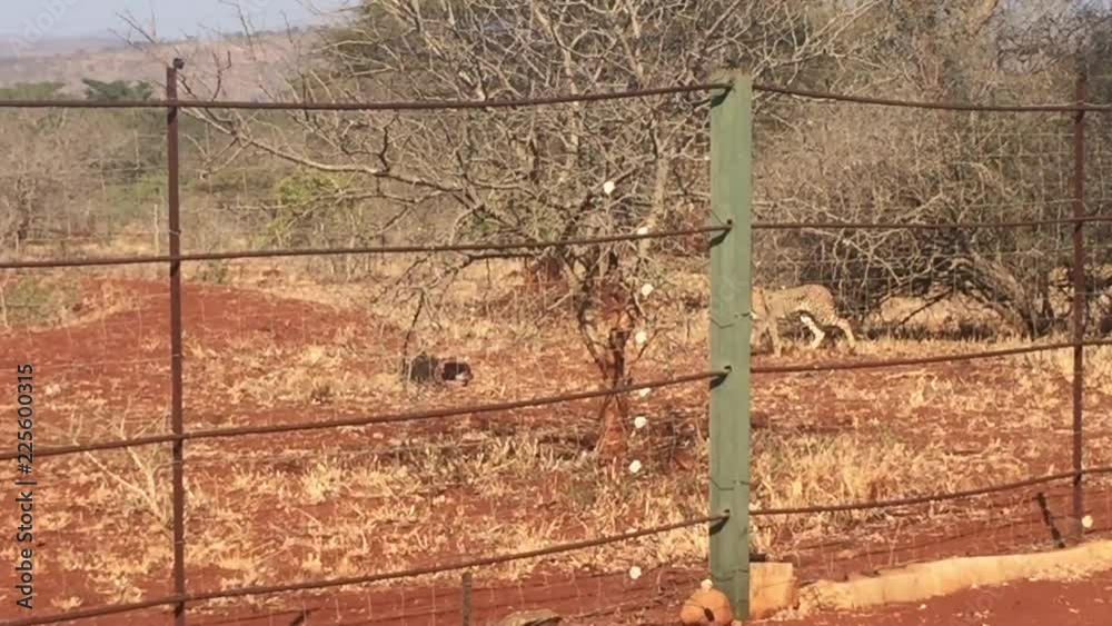 Vidéo Stock A female cheetah, Acinonyx jubatus being fed in a boma ...