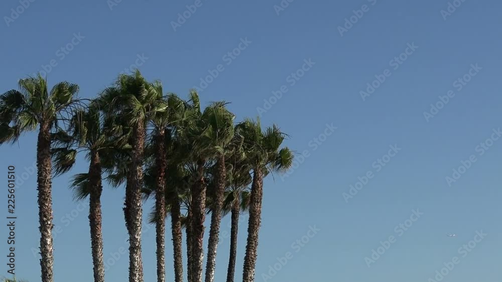 Beautiful clusters of palm trees in a tropical location vídeo do Stock ...
