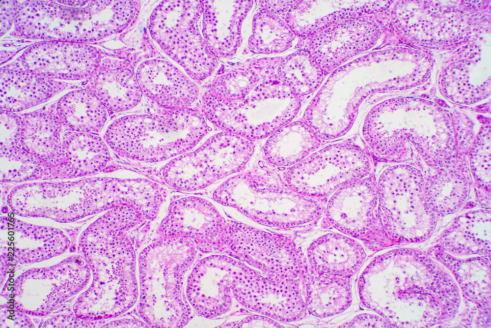 Cross section Human testis under microscope view. Stock Photo | Adobe Stock