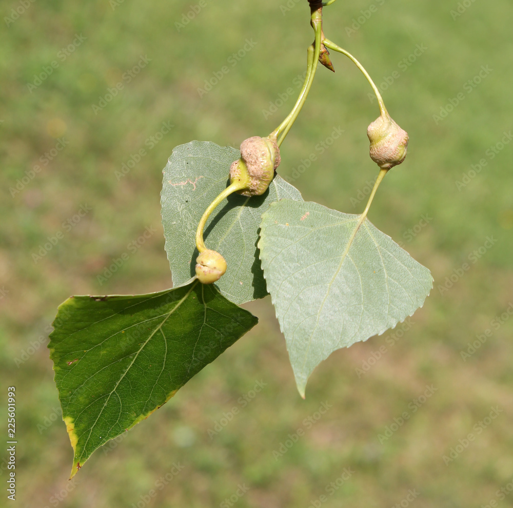Populus Nigra Leaf