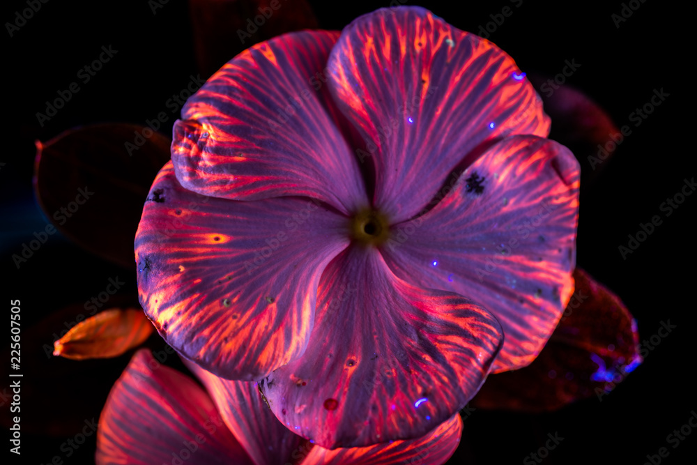 Ultraviolet Light Flower