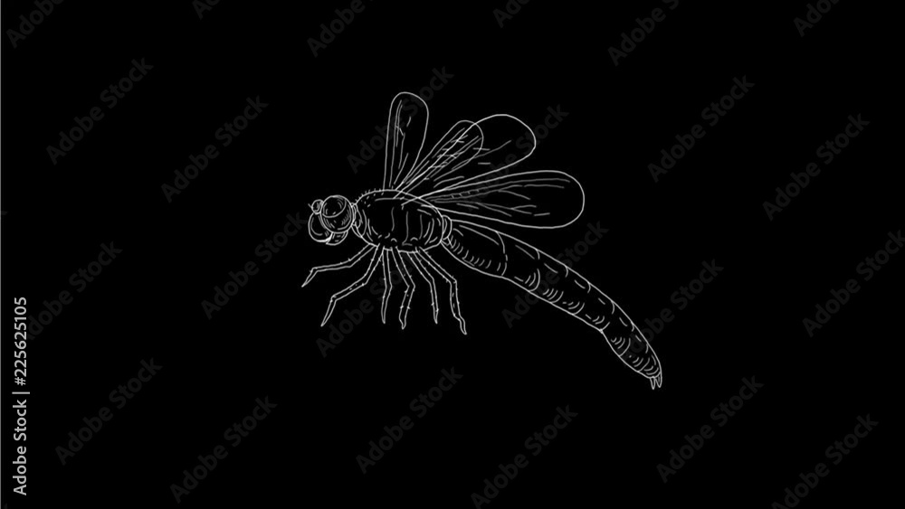 2d Animation motion graphics showing a drawing of a dragonfly flapping ...