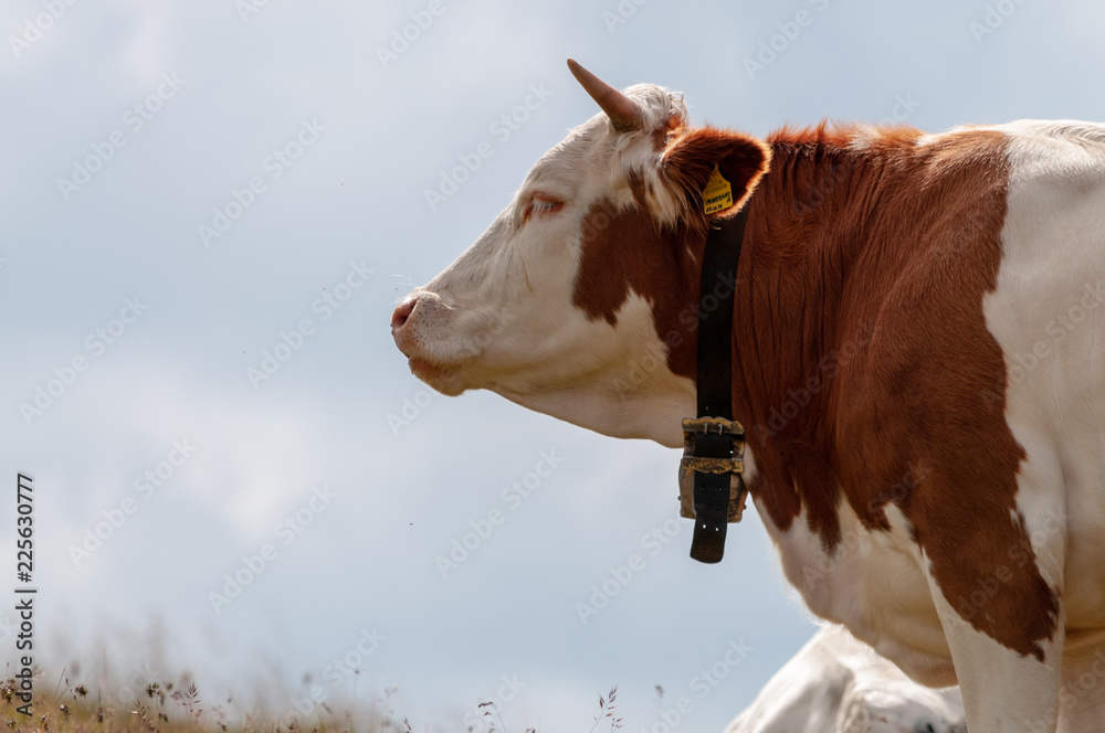 A Swiss red white cow, resing in a meadow in the Italian Dolomites. The ...