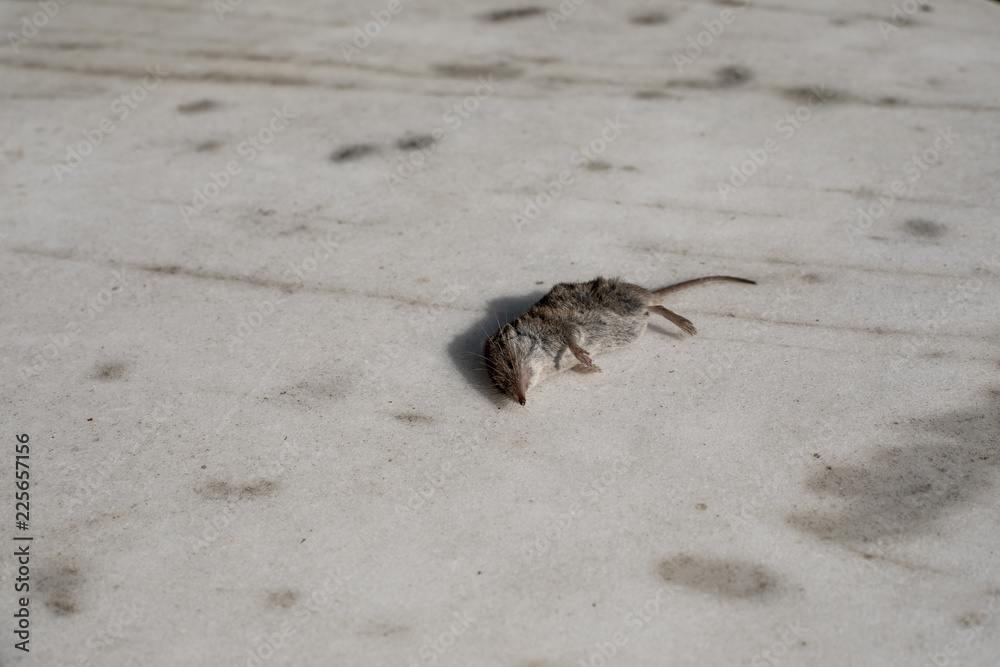 Little dead mouse laying on a white marble stone floor brutally killed ...