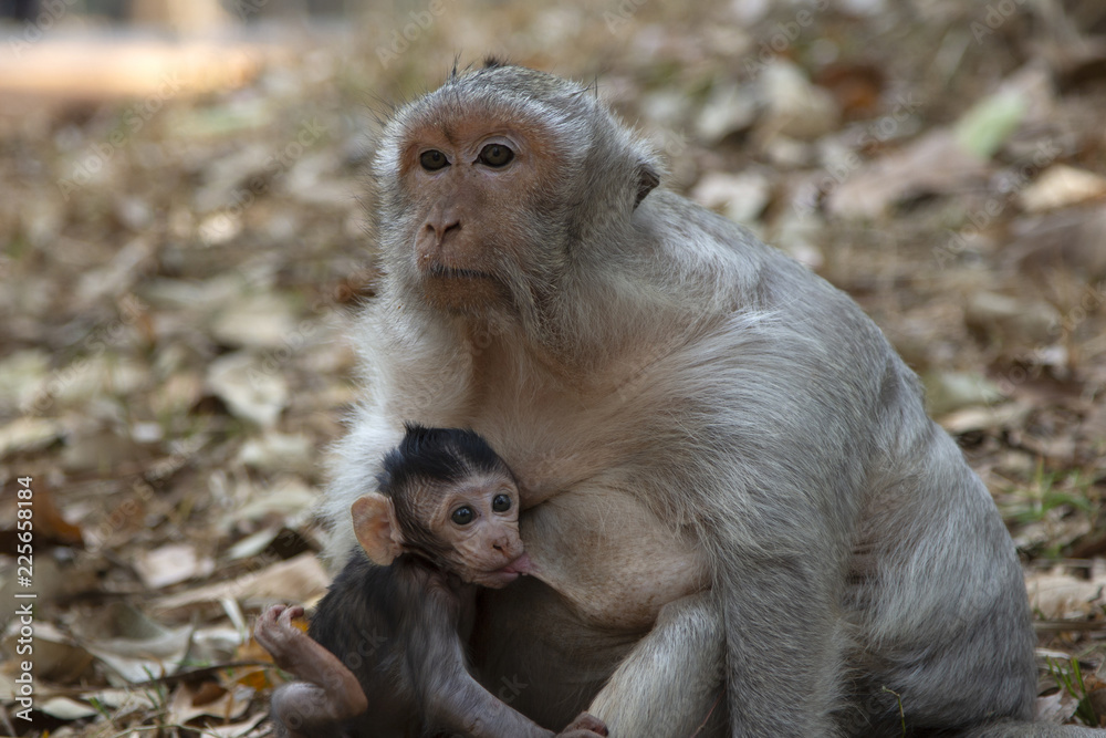 Little monkey Long Tail Macaque drinking milk from his mother and the ...