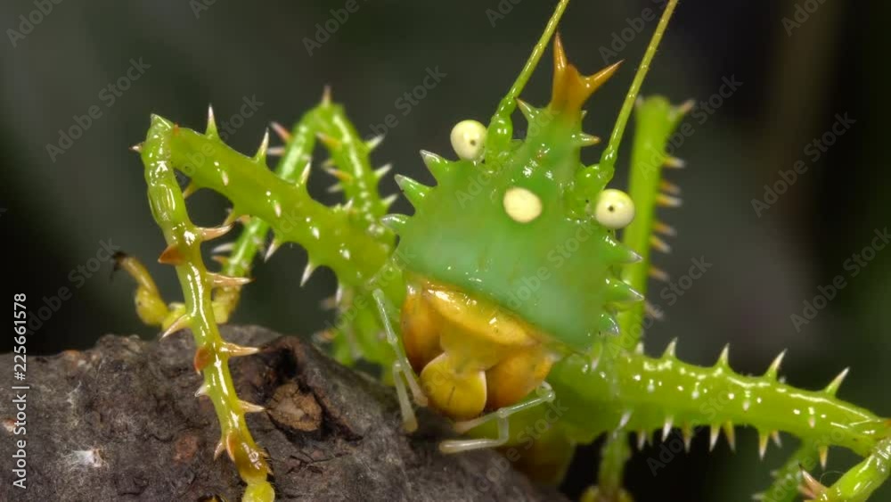 Thorny devil katydid (Panacanthus cuspidatus) drinking moisture from a ...