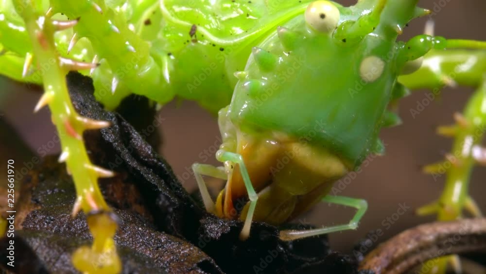 Thorny devil katydid (Panacanthus cuspidatus) drinking moisture from a ...