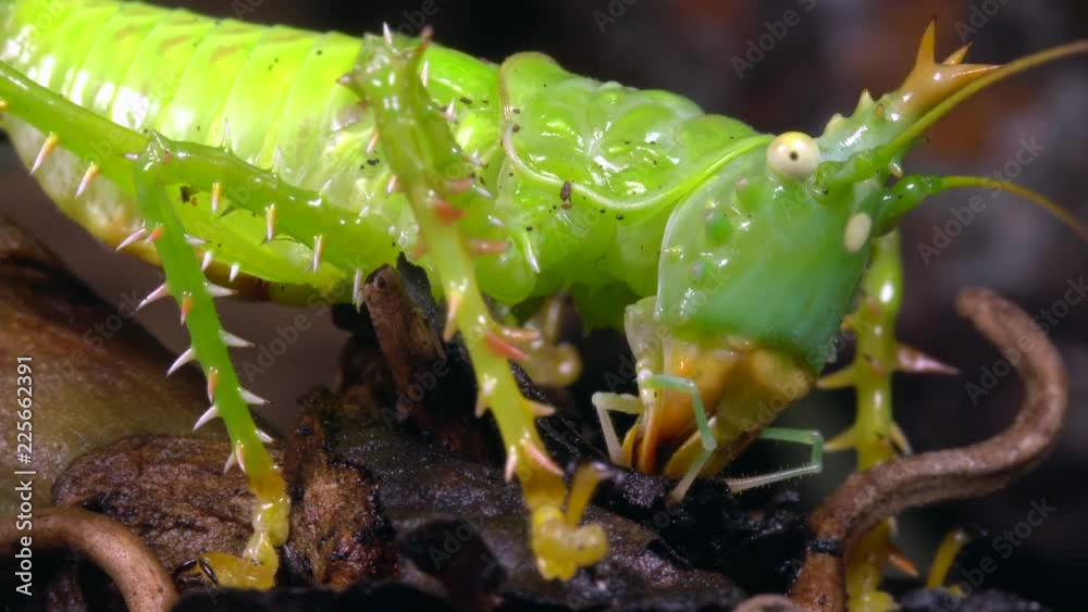 Thorny devil katydid (Panacanthus cuspidatus) drinking moisture from a ...