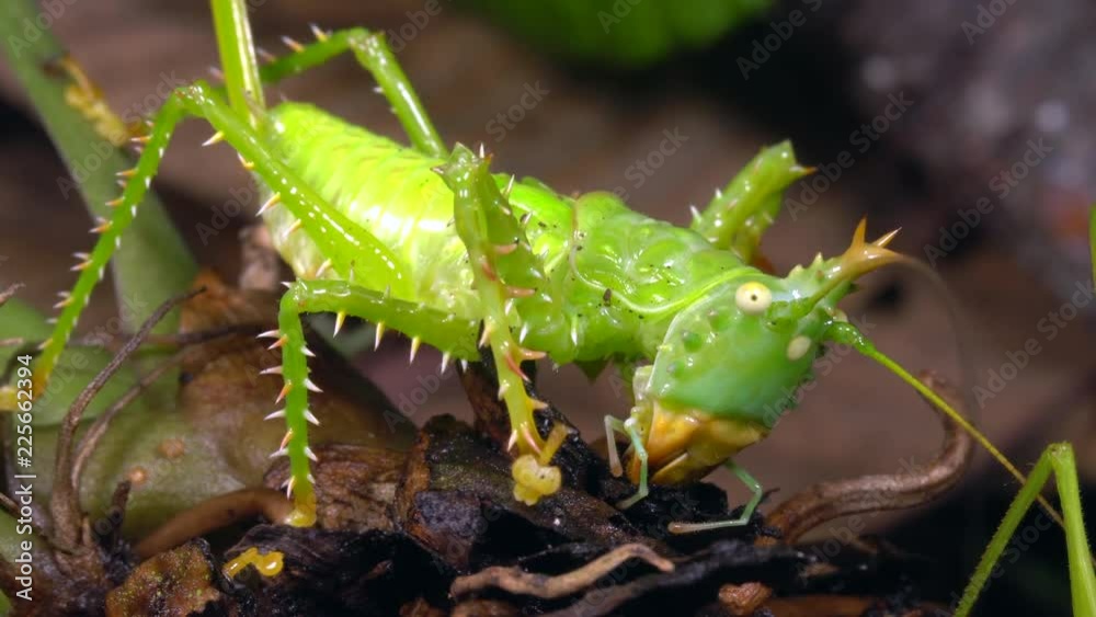 Thorny devil katydid (Panacanthus cuspidatus) drinking moisture from a ...