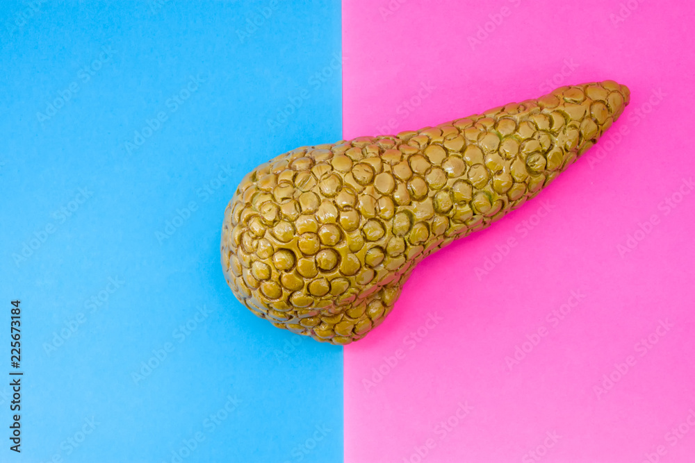 Anatomical shape of pancreas is located in middle of frame, divided by ...