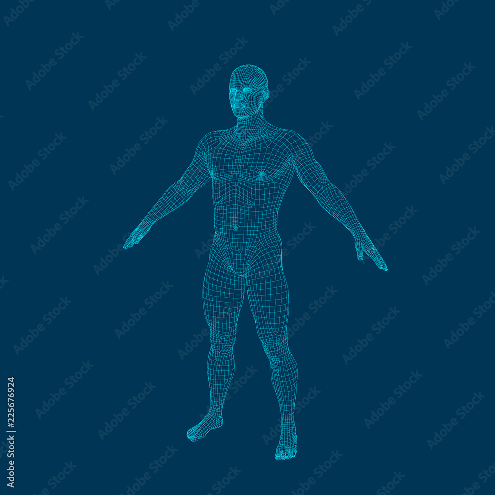 Standing man. Wireframe human body. Vector outline illustration Stock ...