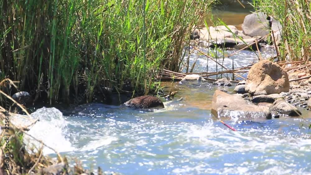 a large otter, Aonyx capensis feeds on a small Nile crocodile in the ...
