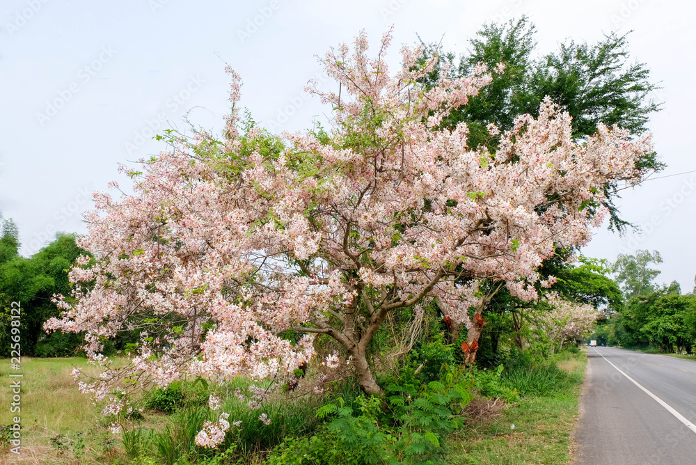 The beauty of the roadside trees,Concept No matter what we do, we can ...