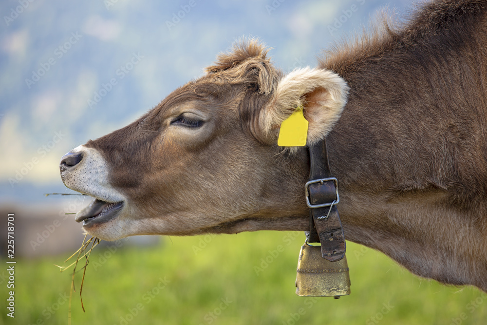 Kuh - lustig - Allgäu - strecken - niedlich - Kalb Stock-Foto | Adobe Stock