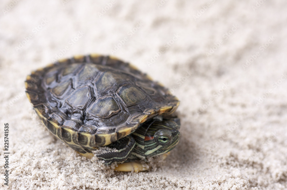 Common Slider, also known as Cumberland Slider Turtle, Red-eared Slider ...