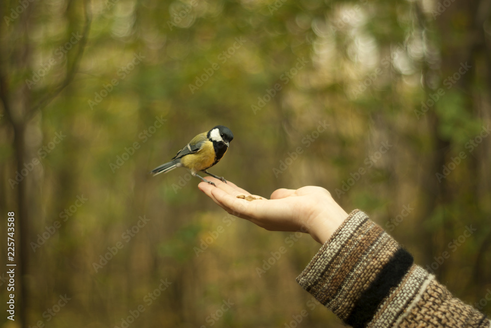 bird great tit (Parus major) sits on the female palm looking at the ...