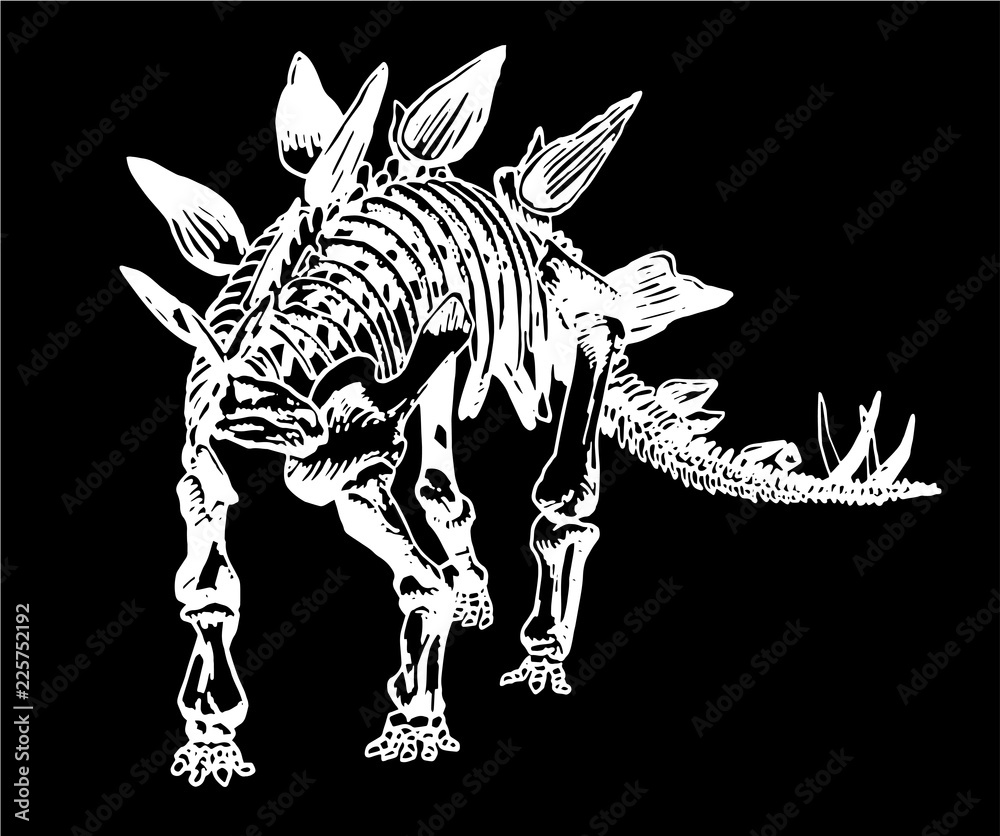 Graphical sketch of stegosaurus skeleton isolated on black background ...