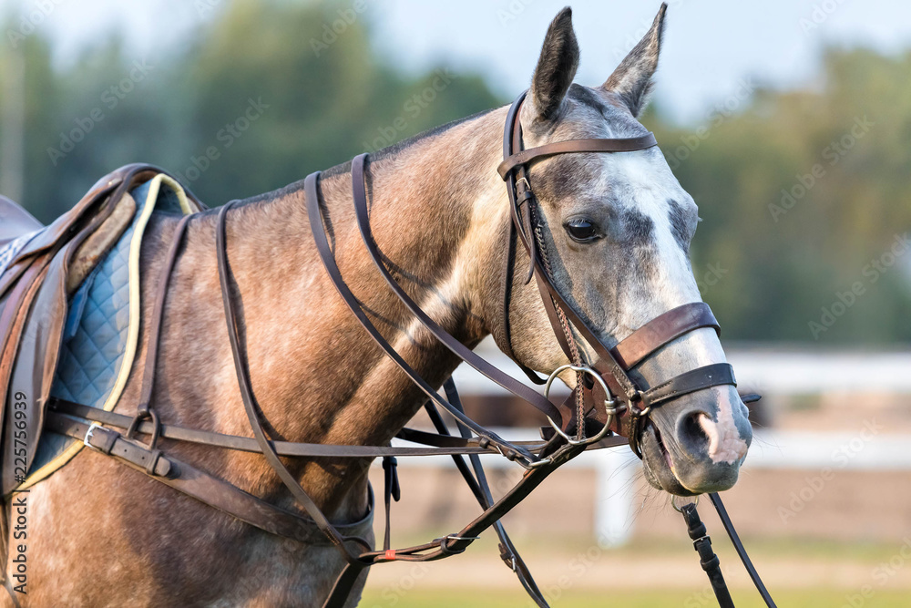 One pony horse, gray with red, participating in a game in a horse polo ...