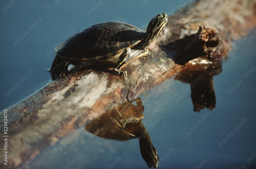 Deirochelys Reticularia