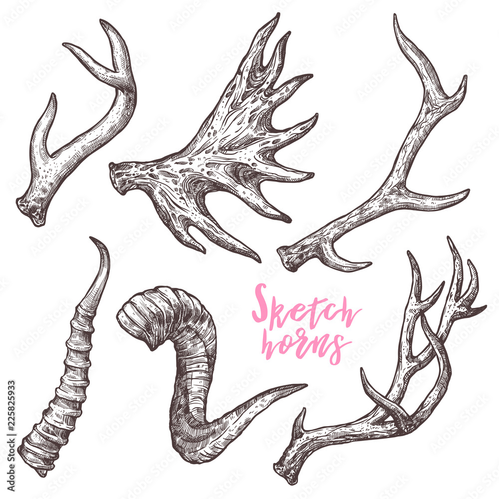 Collection Of Hand Drawn Different Animals Horns. Sketch Horns Of Deer ...