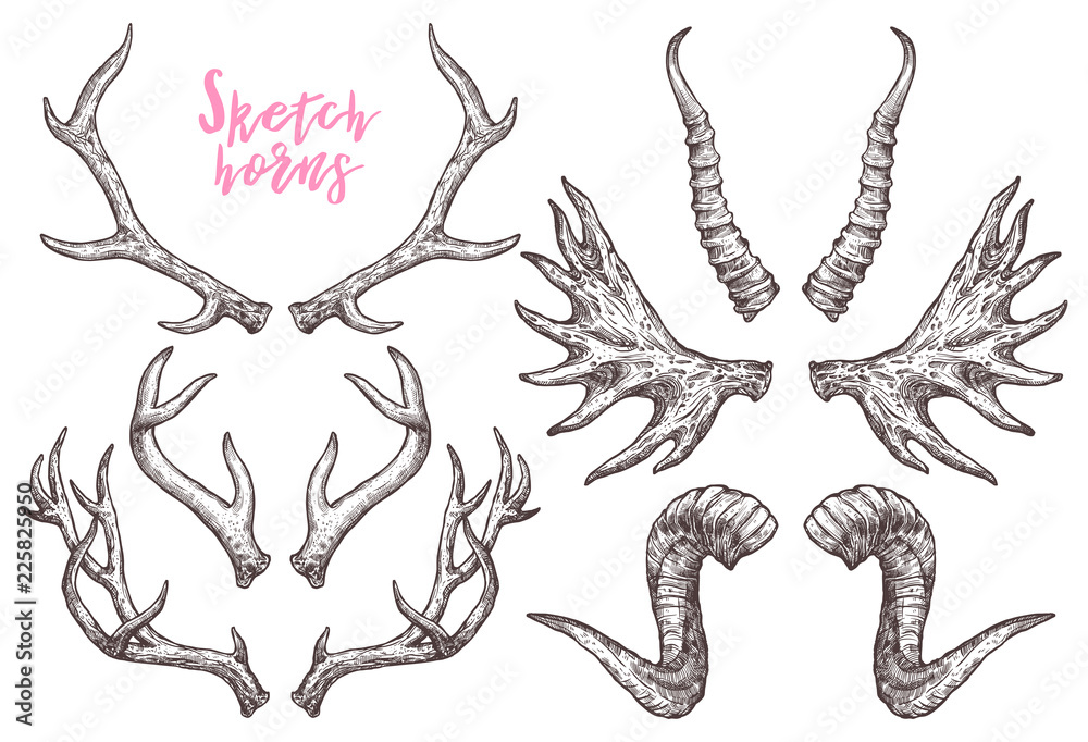 Collection Of Hand Drawn Different Animals Horns. Sketch Horns Of Deer ...