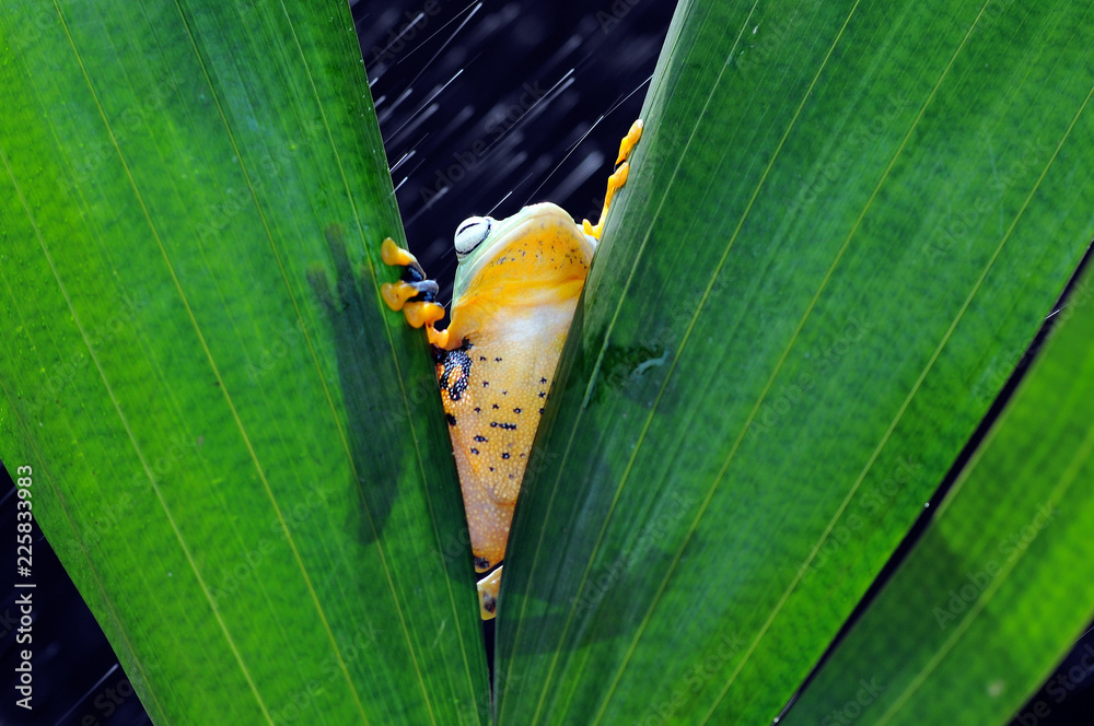 flying frog, frogs, tree frog, Stock Photo | Adobe Stock
